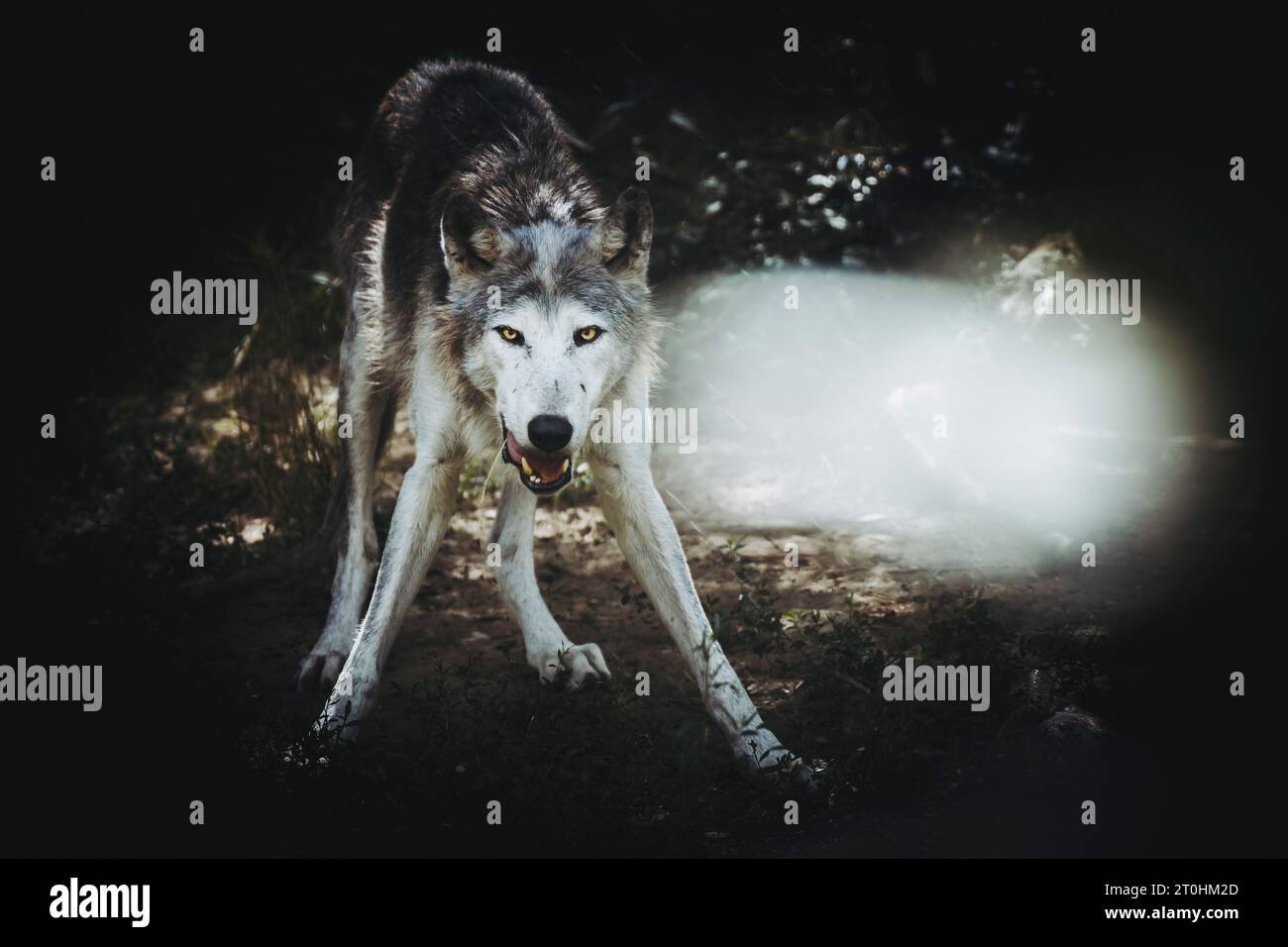 Canadian wolf hi-res stock photography and images - Alamy