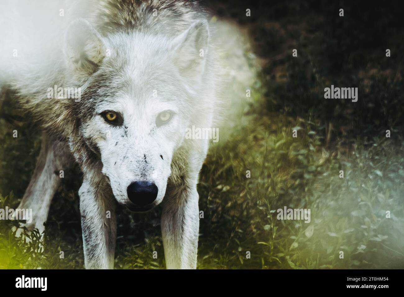 Portrait of a beautiful gray and white Canadian wolf Stock Photo - Alamy