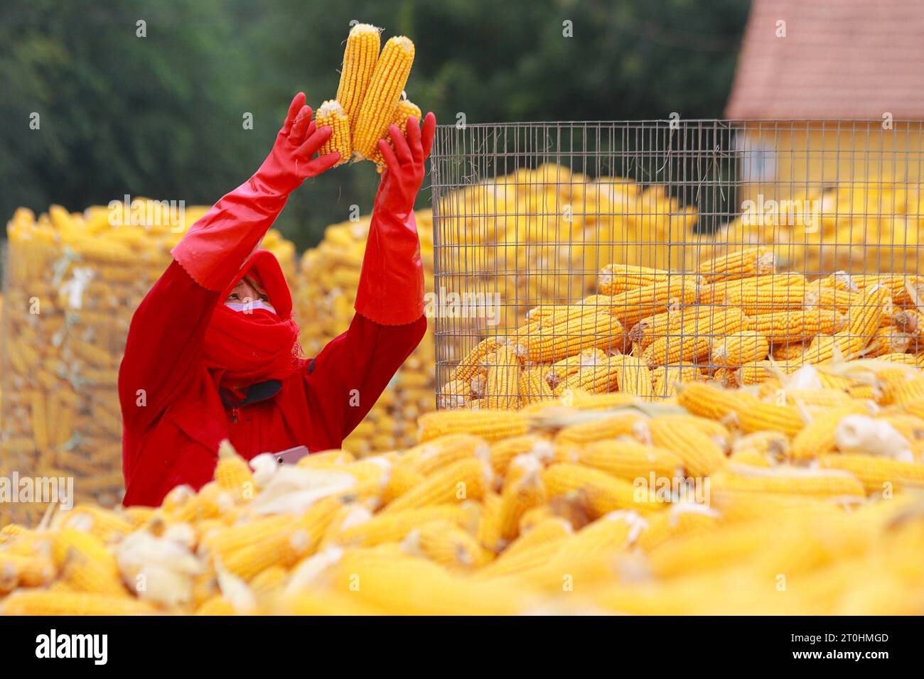 Beijing China S Shandong Province 7th Oct 2023 A Farmer Collects