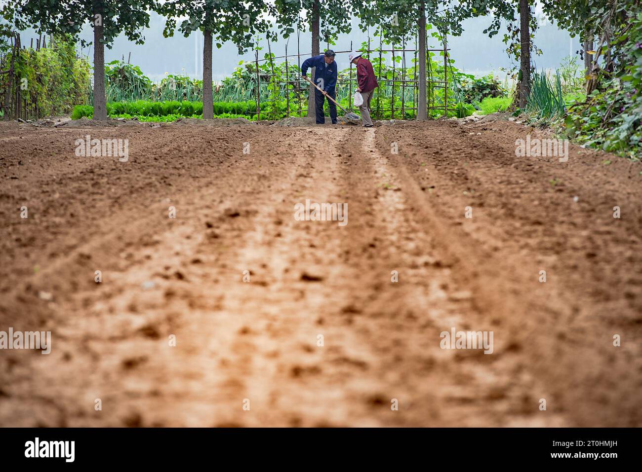 Beijing China S Shandong Province 7th Oct 2023 Farmers Sow Winter