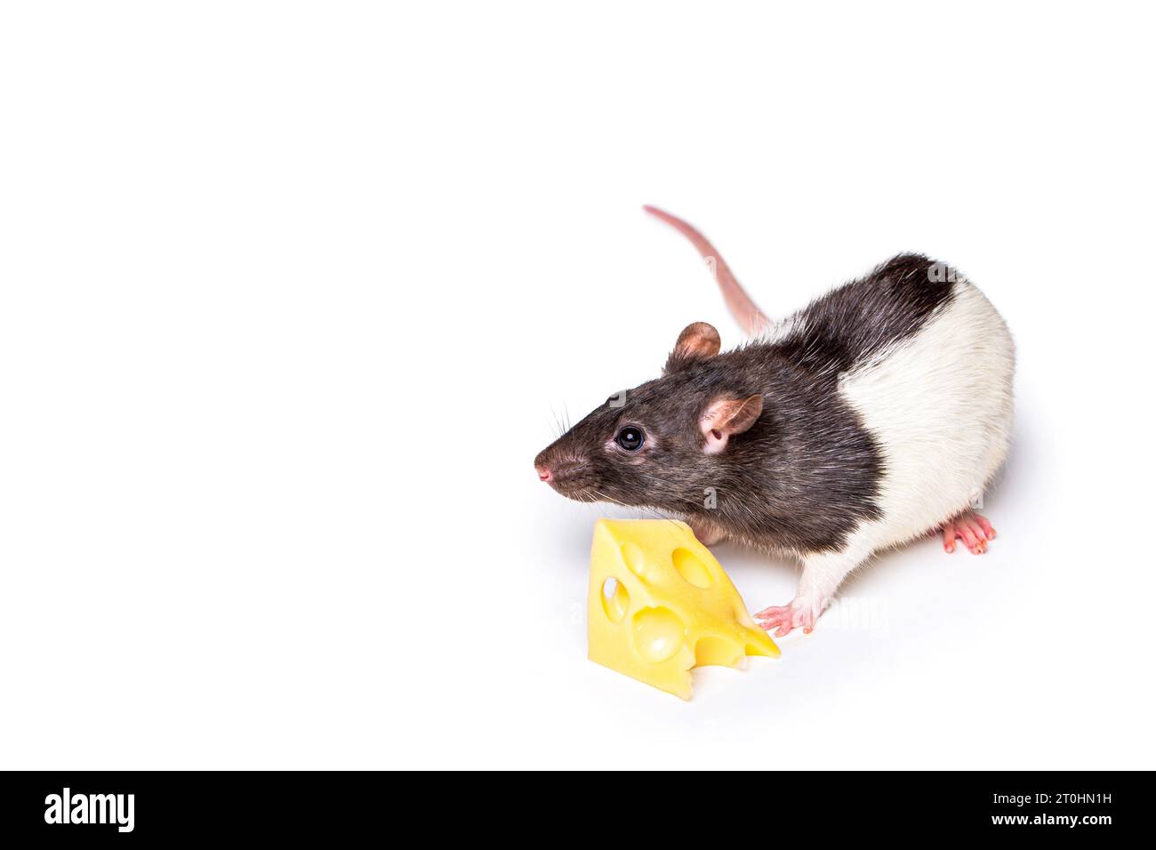 Cheese and mouse. Mouse with a slice of swiss cheese isolated on white ...