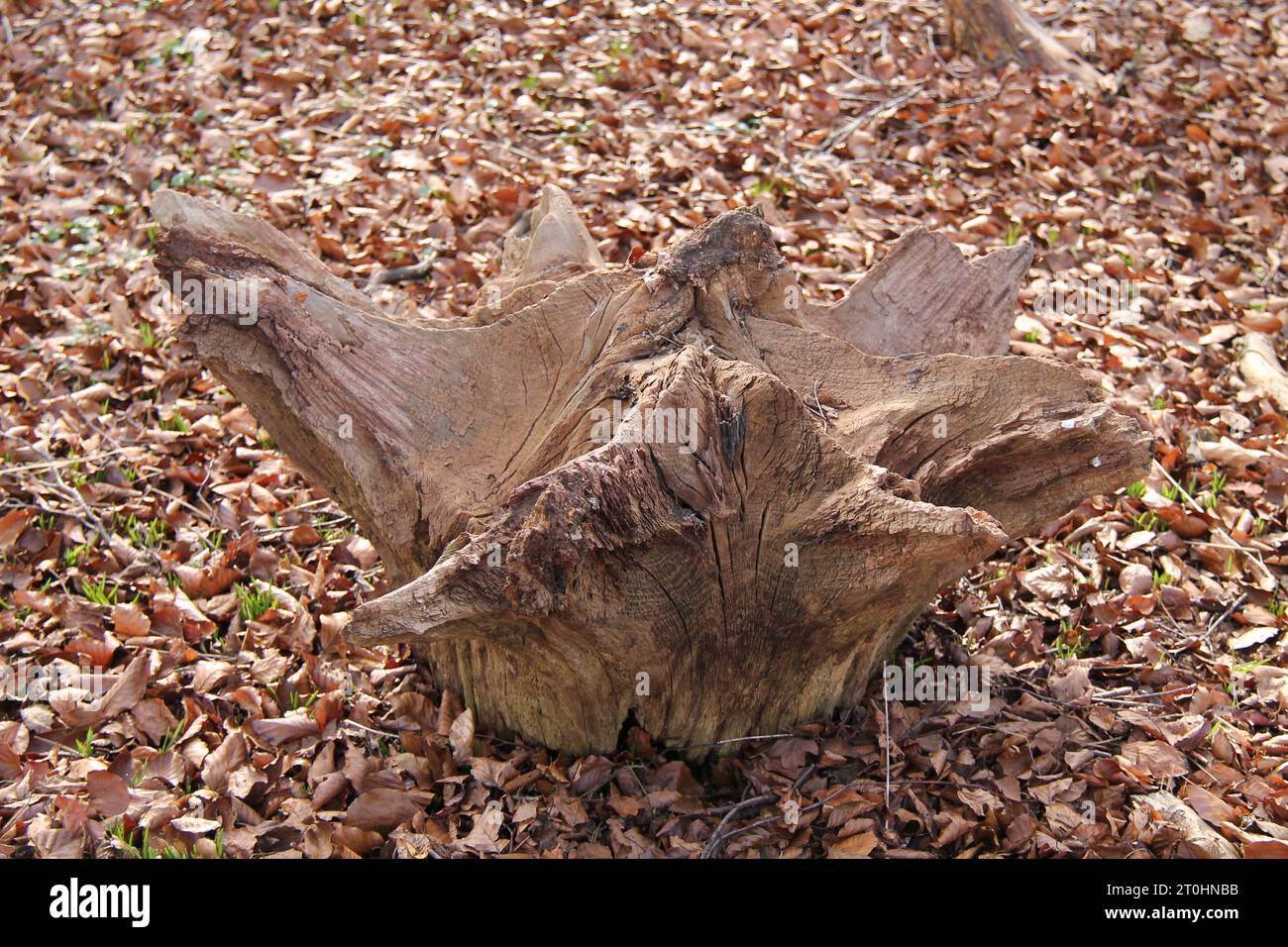 Tree stump and feature hi-res stock photography and images - Alamy