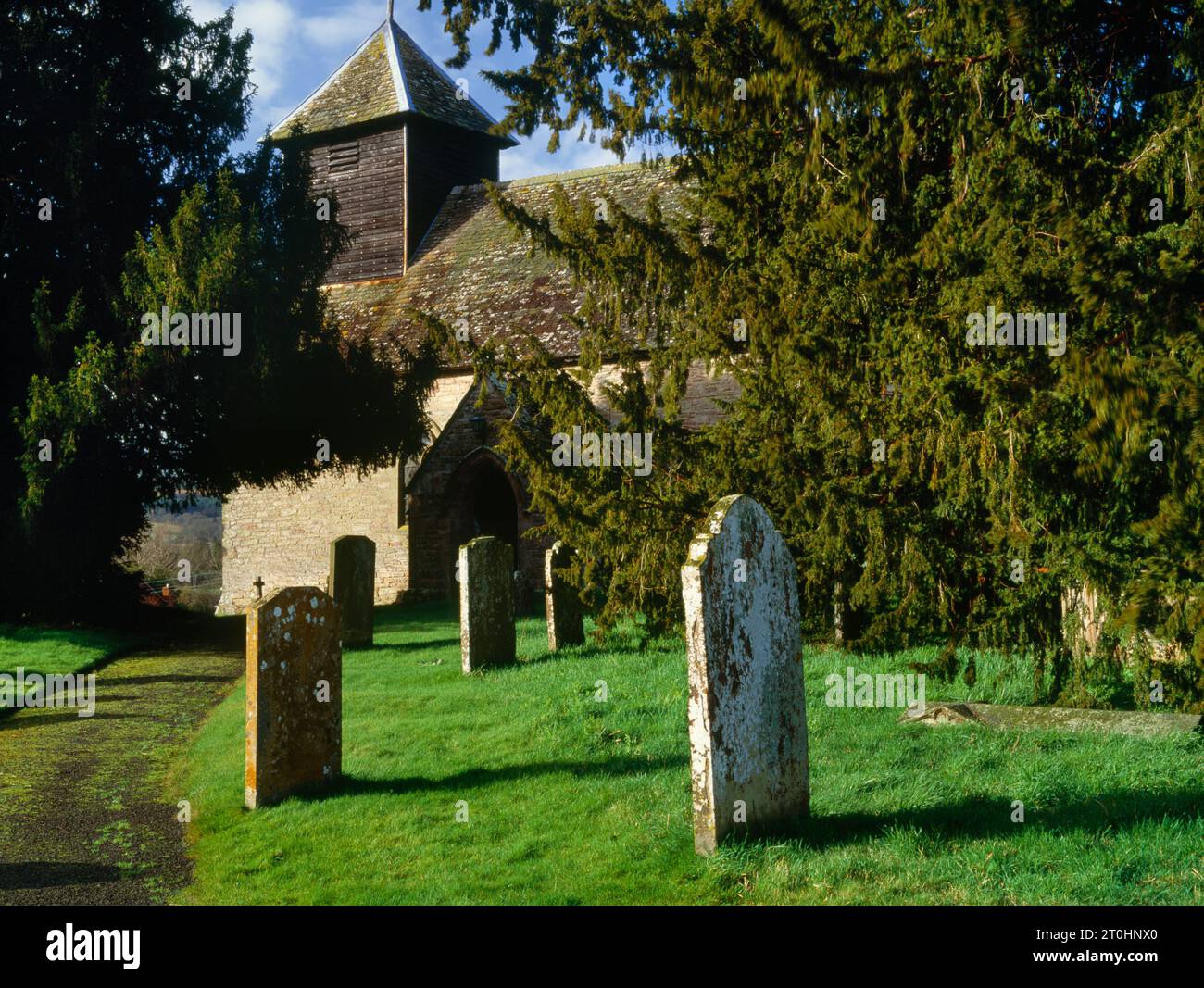 View NW of two of the yew trees (Tree 3 on L, Tree 4 on R) in the ...