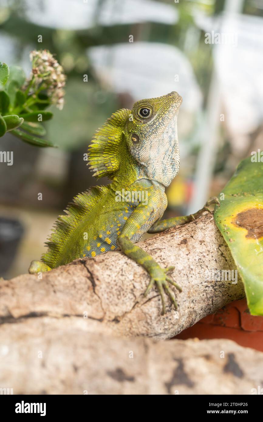 Horned tree lizard hi-res stock photography and images - Alamy