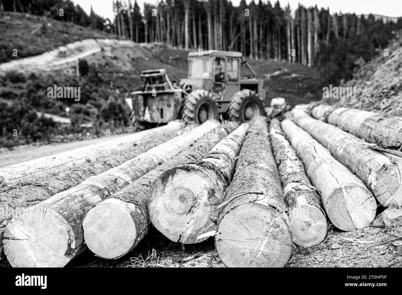 Wheel-mounted loader, timber grab. Felling of trees,cut trees, forest ...