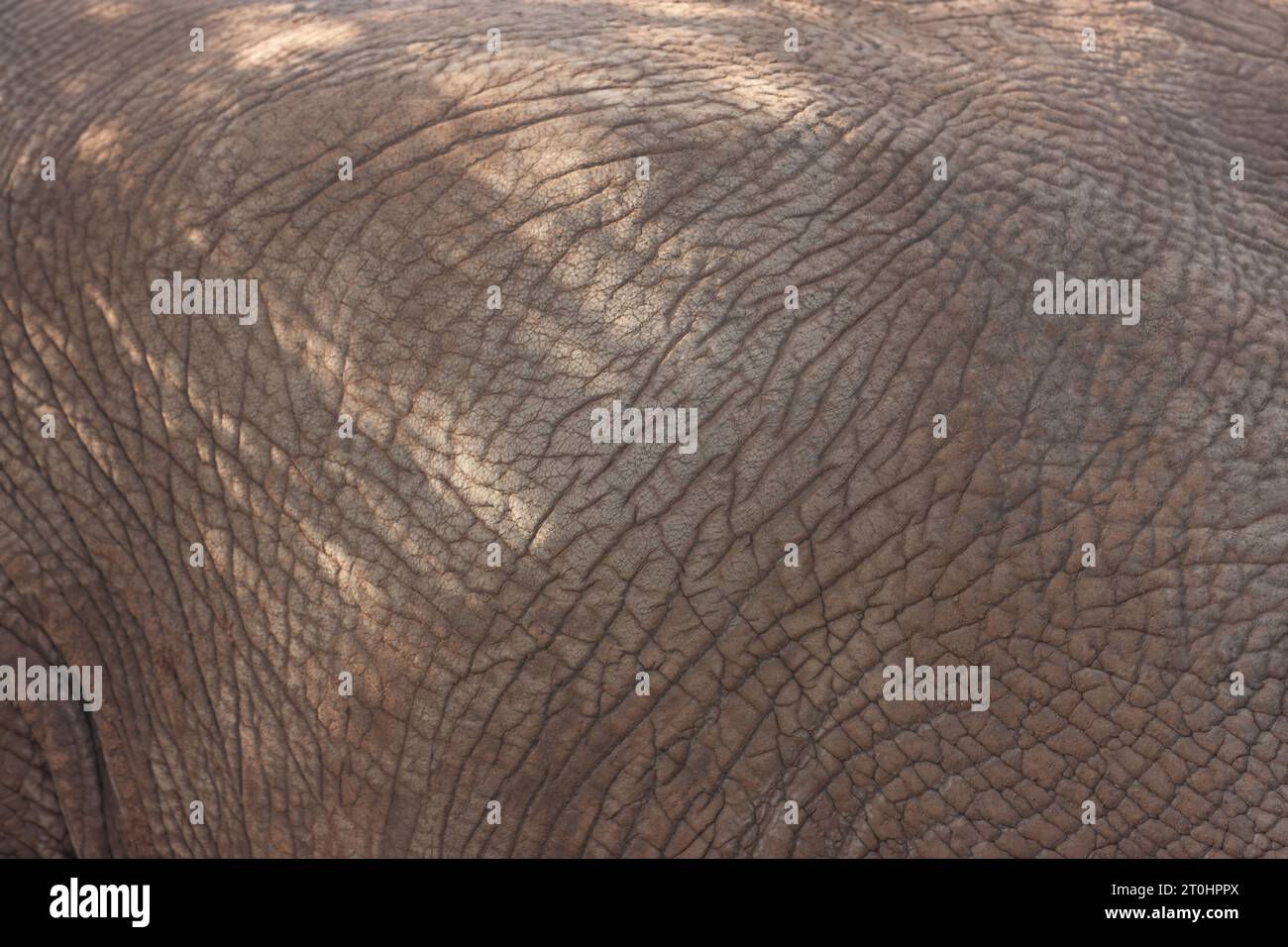 real elephant skin texture, taken outdoors in natural light Stock Photo ...