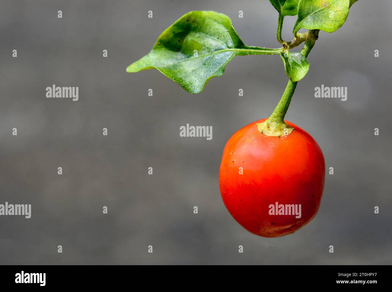 Dalle Red Hot Chilies Extremely Sharp, the Himalayan chilli Stock Photo ...