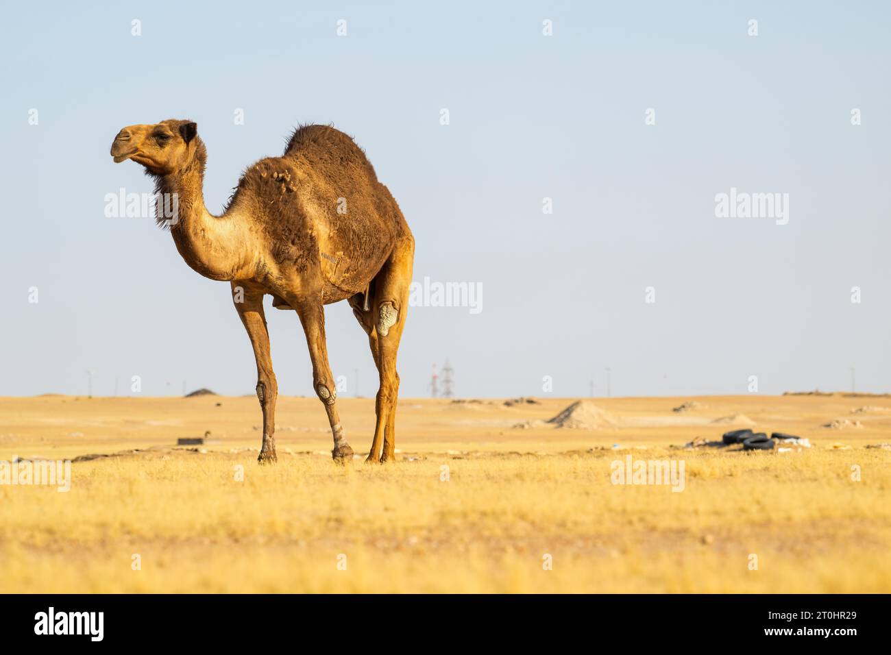 Wild desert camel portrait view in desert isolated view. Wild Desert ...