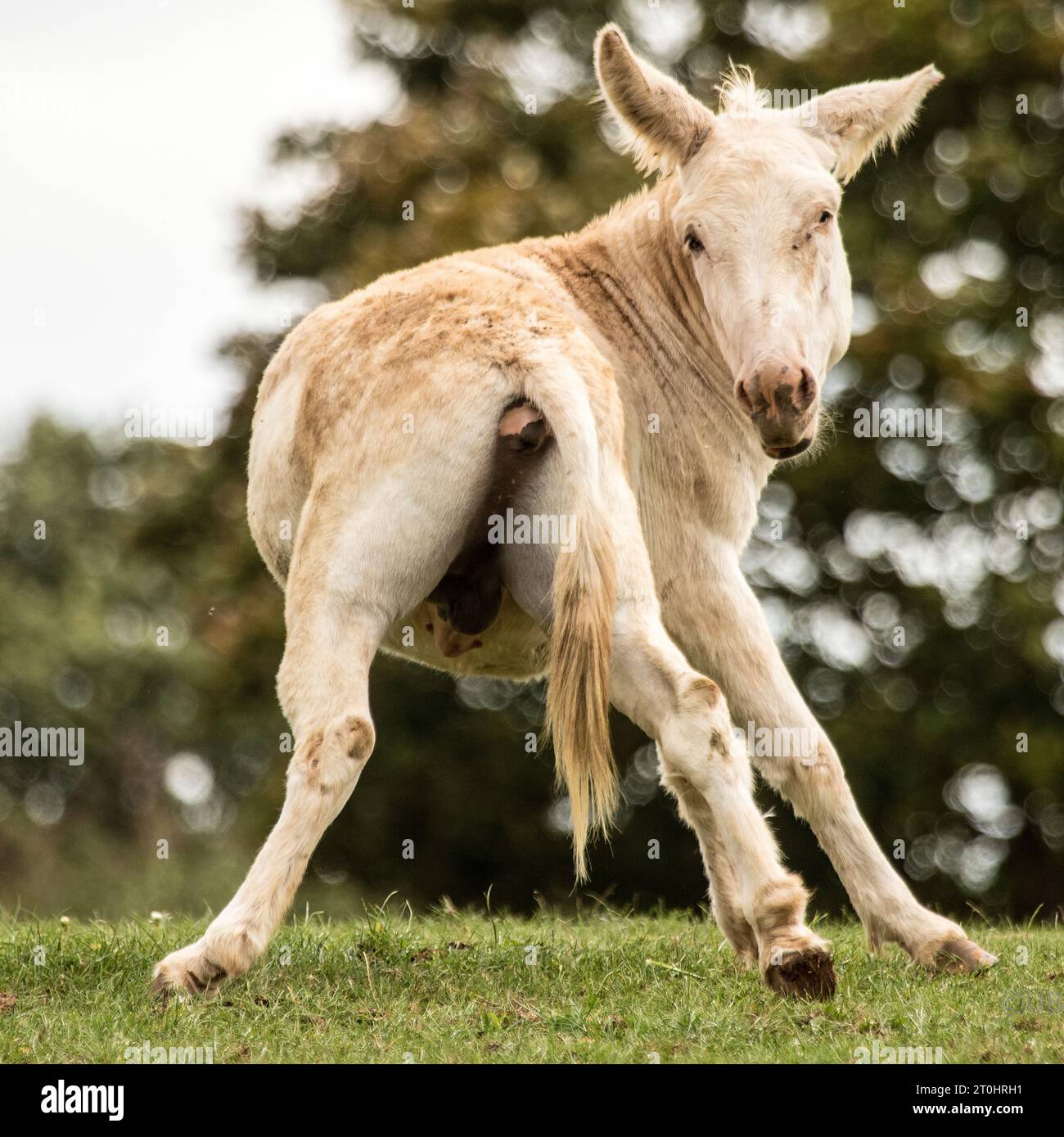 Three legged donkey hi-res stock photography and images - Alamy
