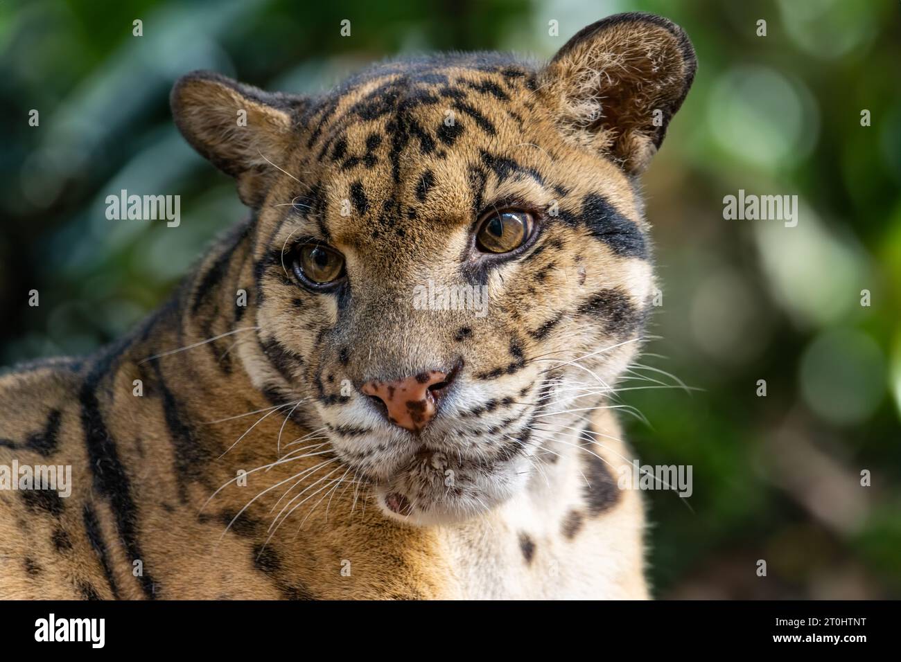 Asian spotted leopard hi-res stock photography and images - Alamy