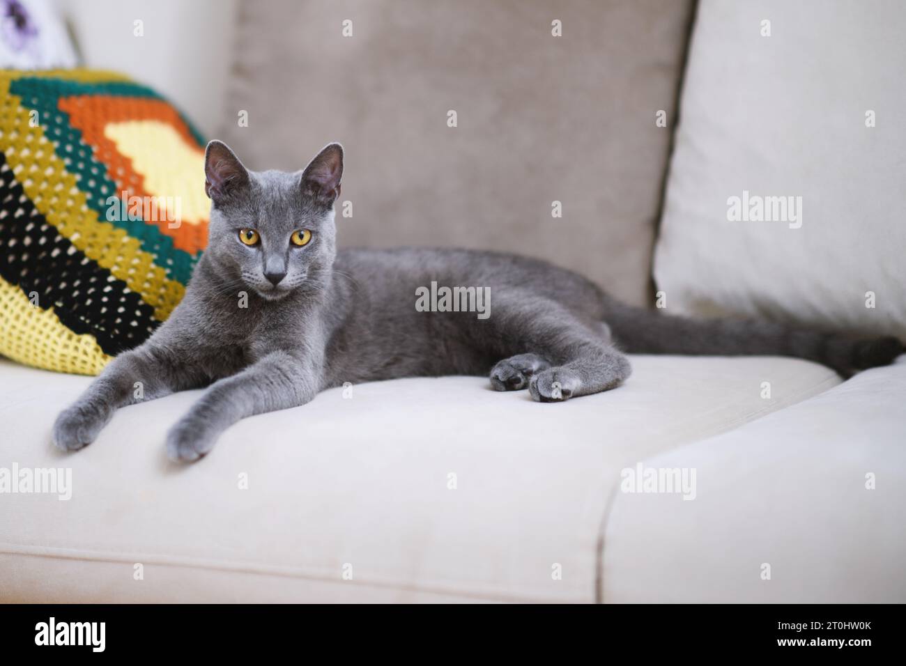 An elegant grey Blue Russian cat lies comfortably on a beige couch ...