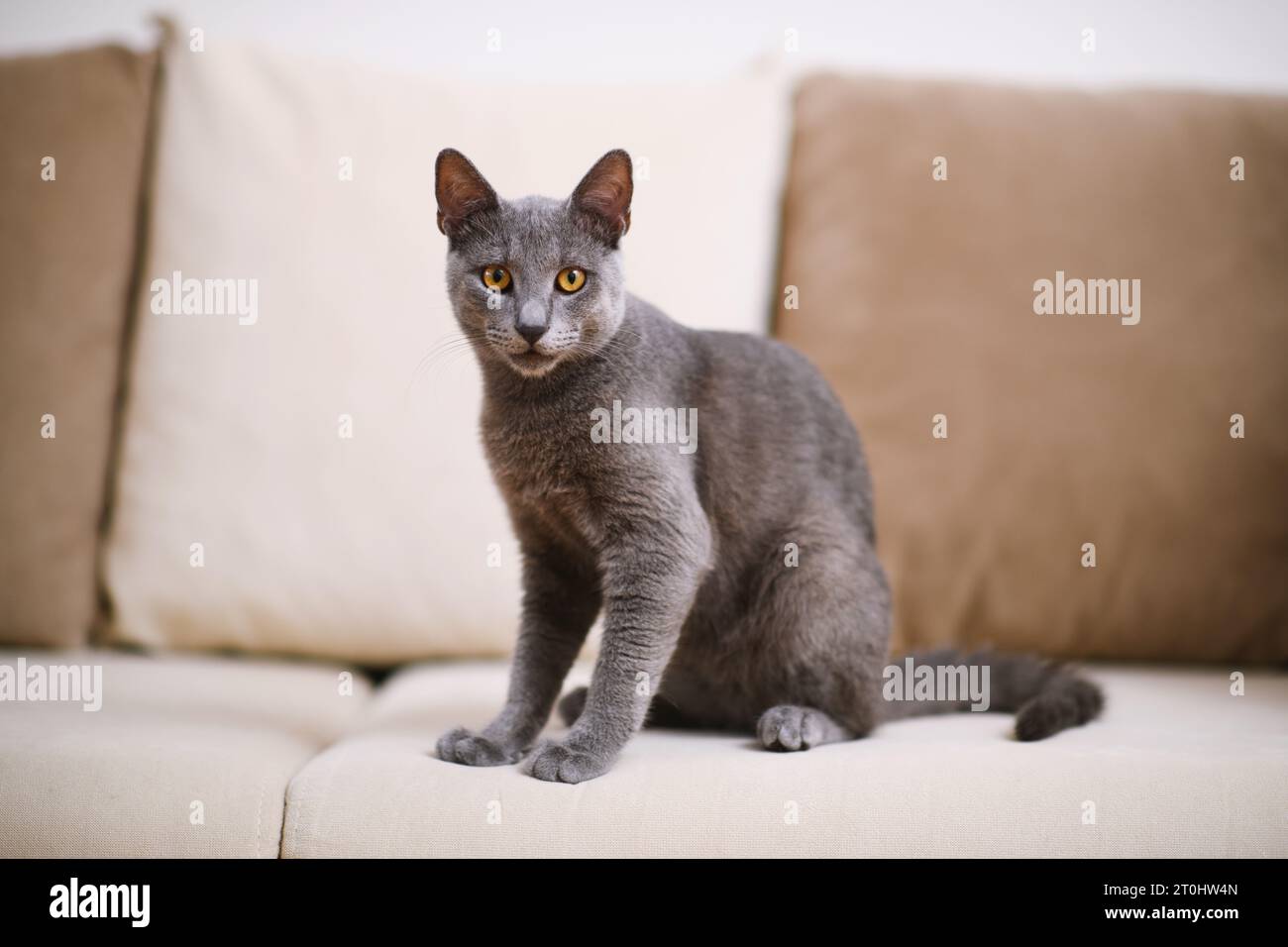 Captivating portrait of a grey Blue Russian cat on a beige couch, with ...