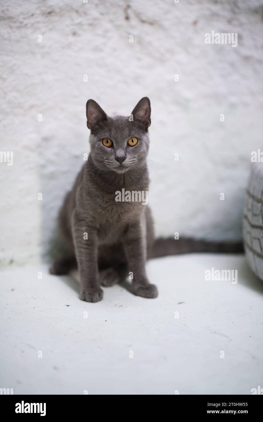 Direct gaze hi-res stock photography and images - Alamy