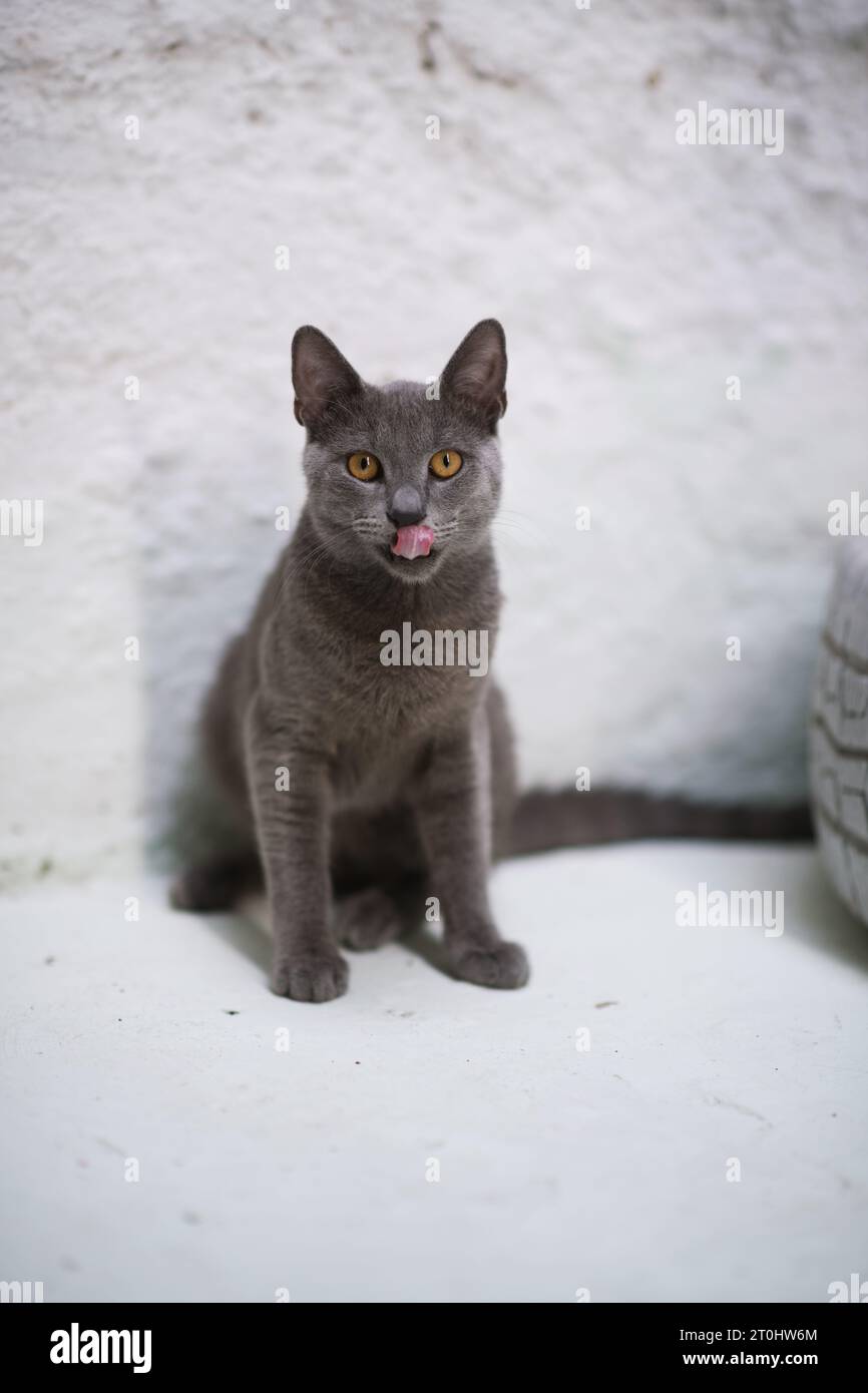 A poised Russian Blue cat sits next to a decorative white-painted car ...