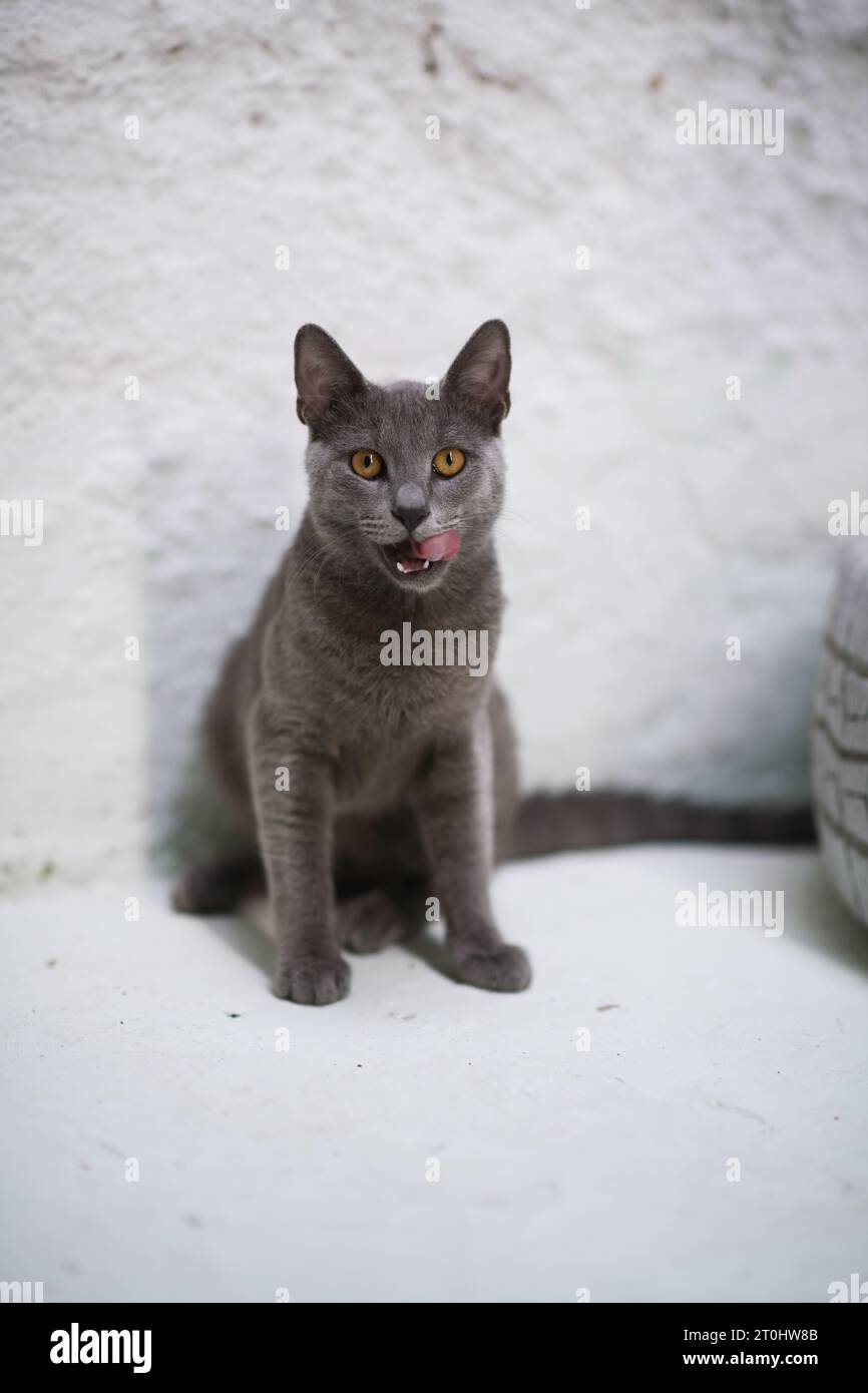 A poised Russian Blue cat sits next to a decorative white-painted car ...