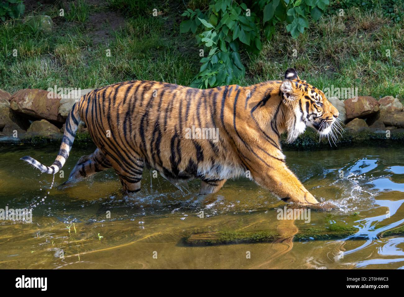 The Malayan Tiger (Panthera tigris jacksoni) in water Stock Photo - Alamy