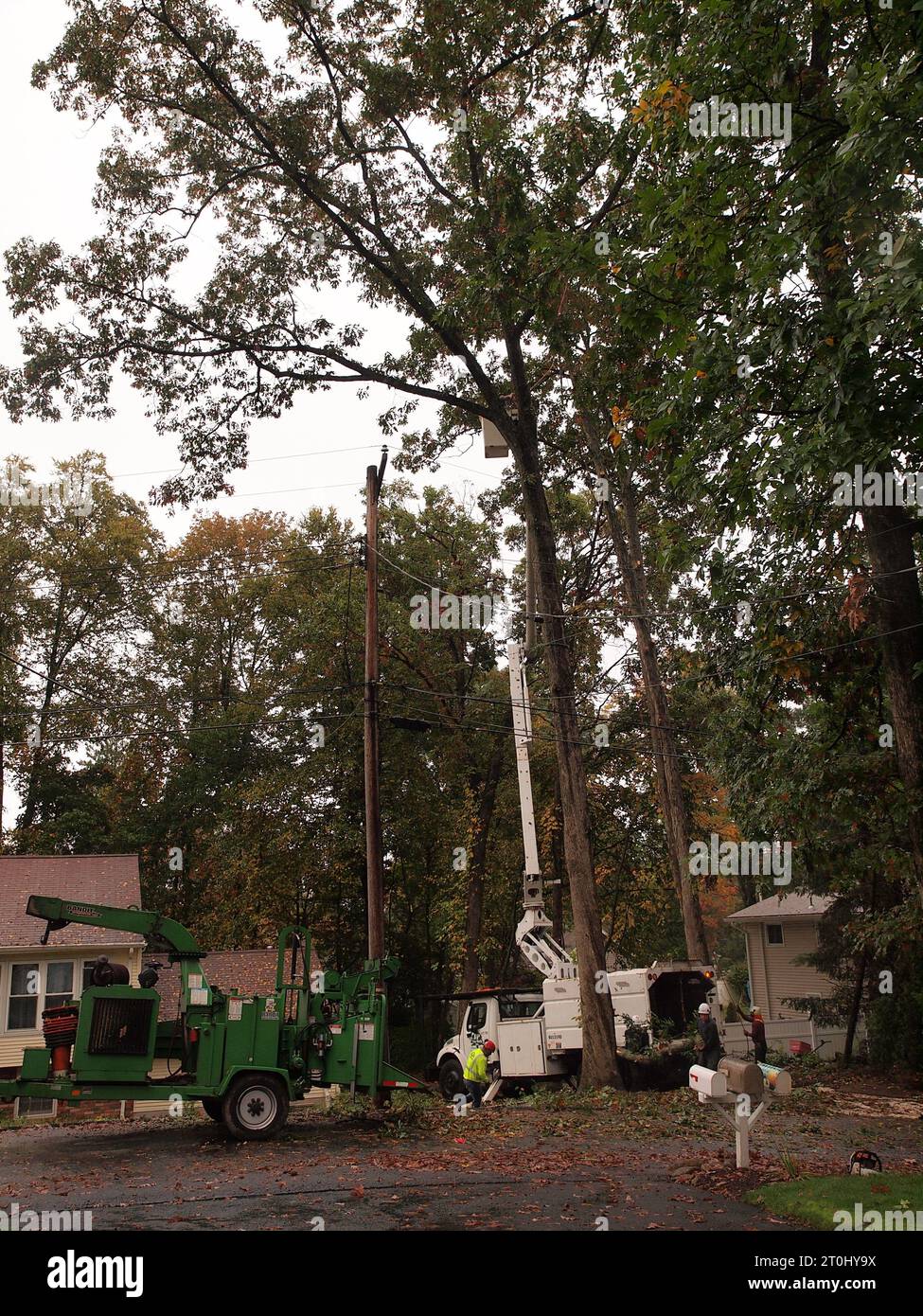 Skilled tree climbers and cherry picker truck cut and trim trees in New ...