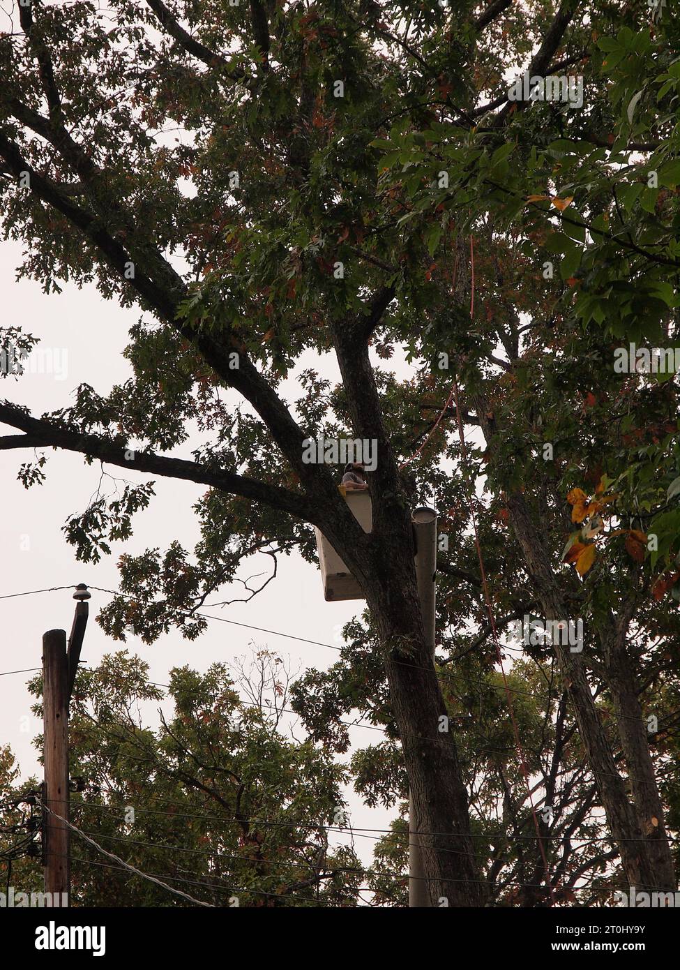 Tall oak trees being cut and trimmed hi-res stock photography and images - Alamy