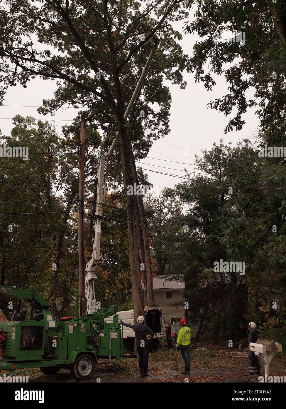 Skilled tree climbers and cherry picker truck cut and trim trees in New ...