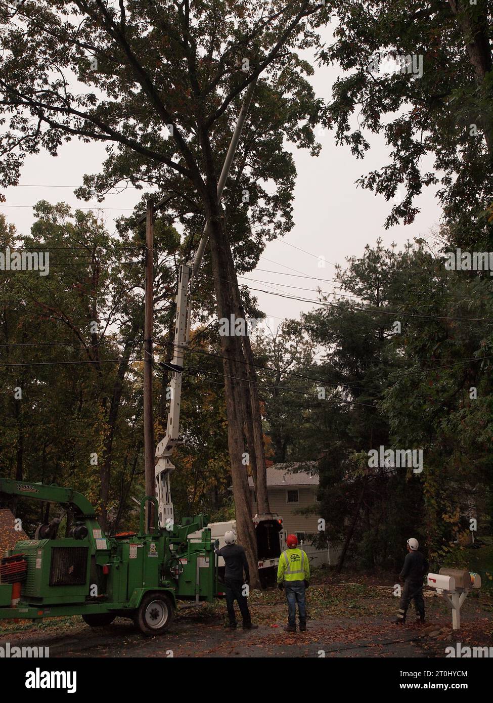 Tall oak trees being cut and trimmed hi-res stock photography and images - Alamy