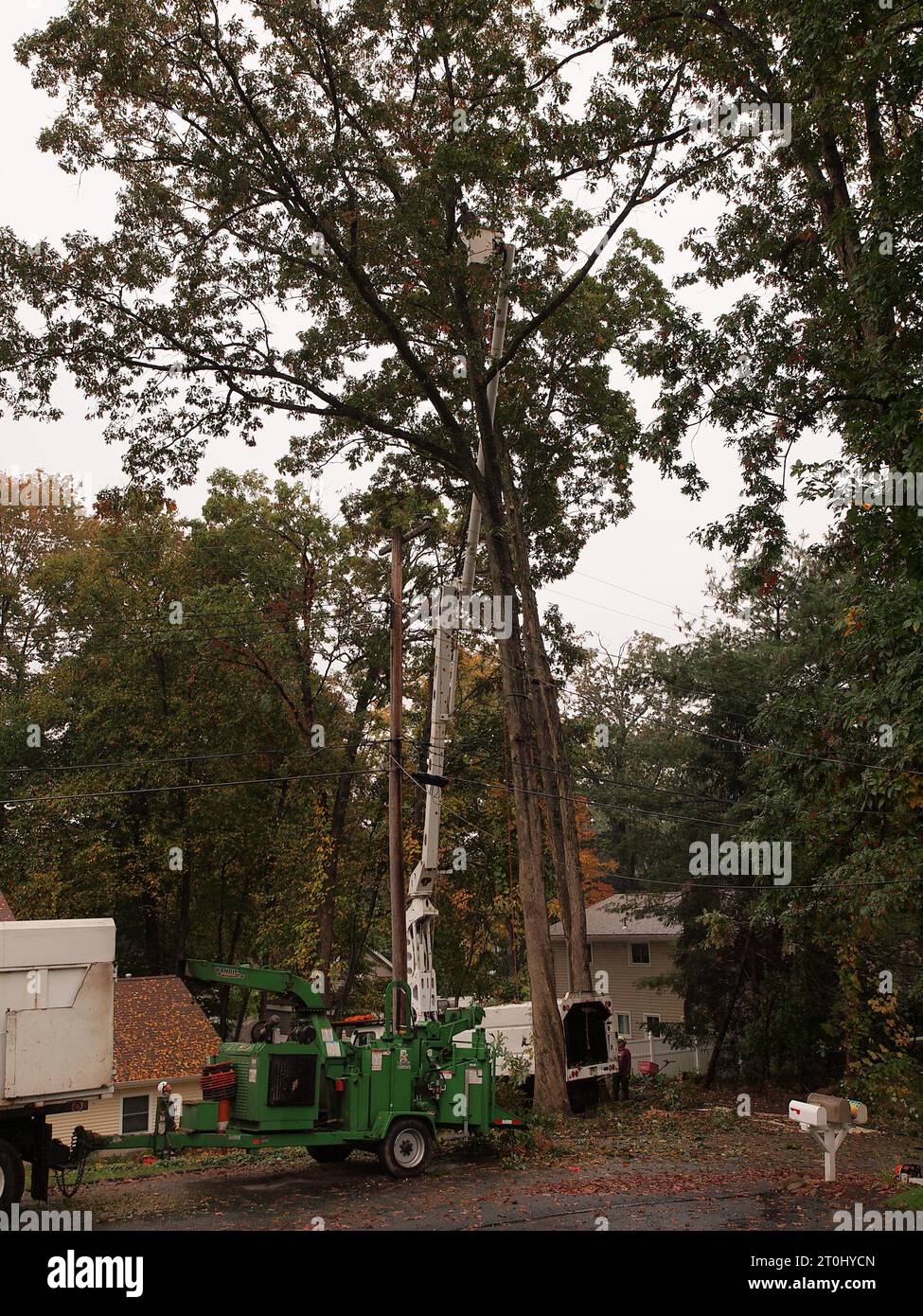 Skilled tree climbers and cherry picker truck cut and trim trees in New ...