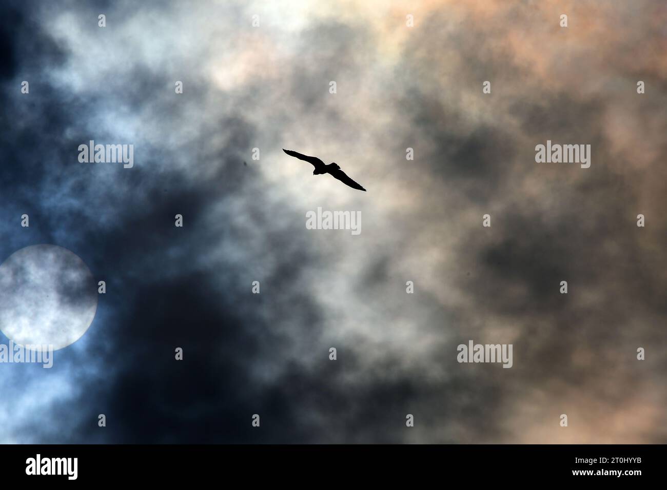 Birds flying past the sun hi-res stock photography and images - Alamy
