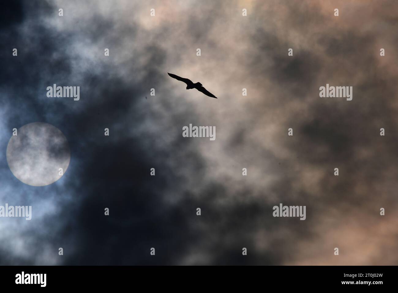 King pandion hi-res stock photography and images - Alamy