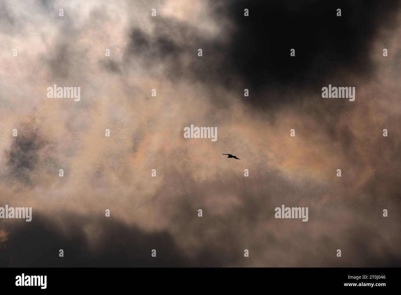 Birds flying past the sun hi-res stock photography and images - Alamy
