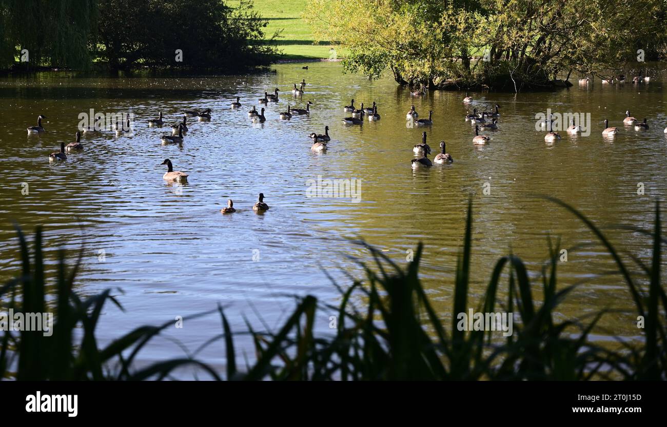 Canada geese and ducks on the lake at Nidd Hall, North Yorkshire Stock ...