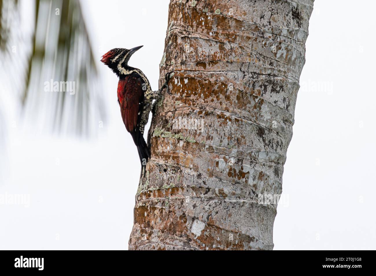 Woodpecker in a tree in Sri Lanka. High quality photo from a woodpecker ...