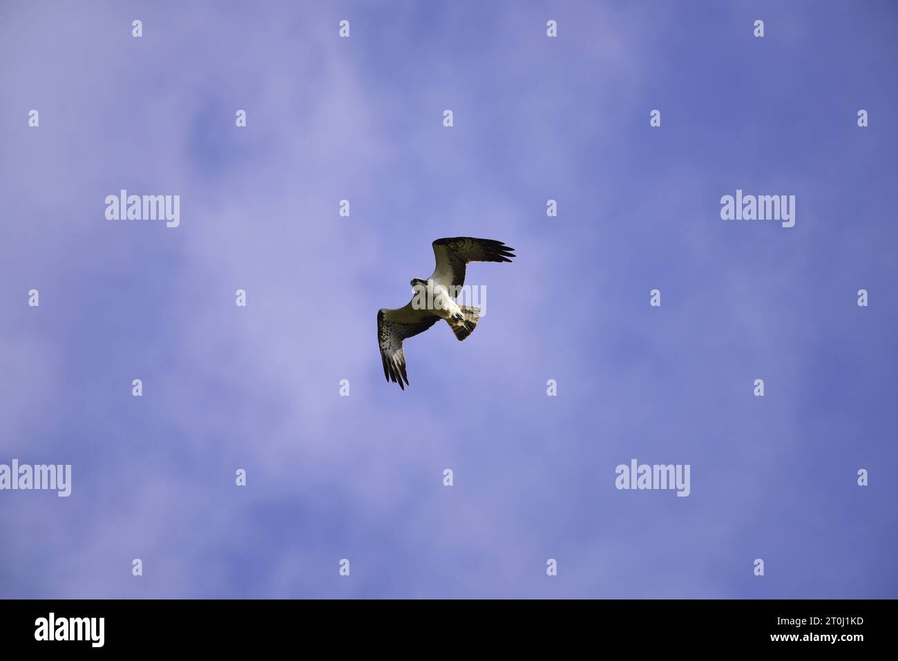 King pandion hi-res stock photography and images - Alamy