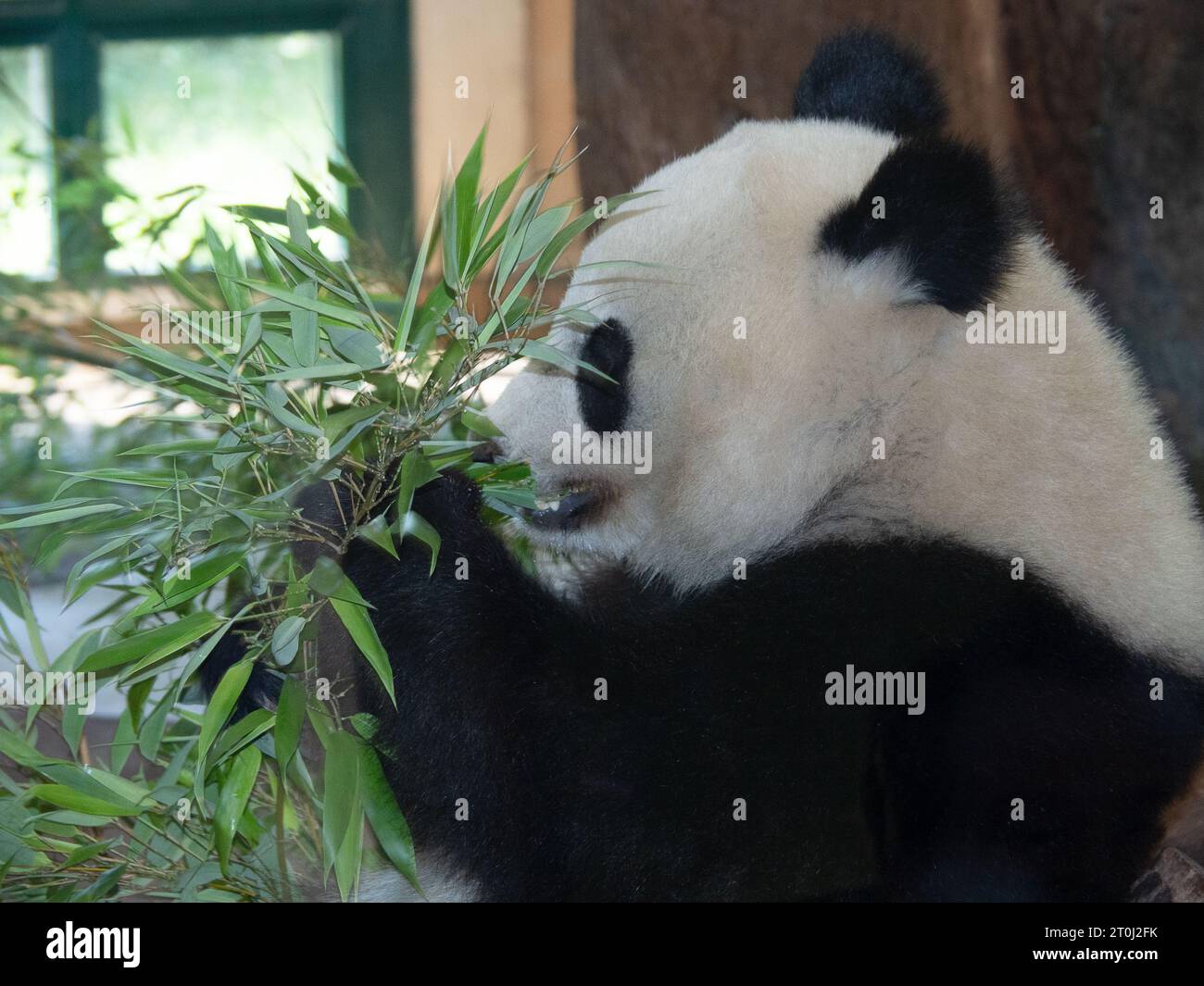 A shot of a solitary panda in its zoo enclosure, sitting down and ...