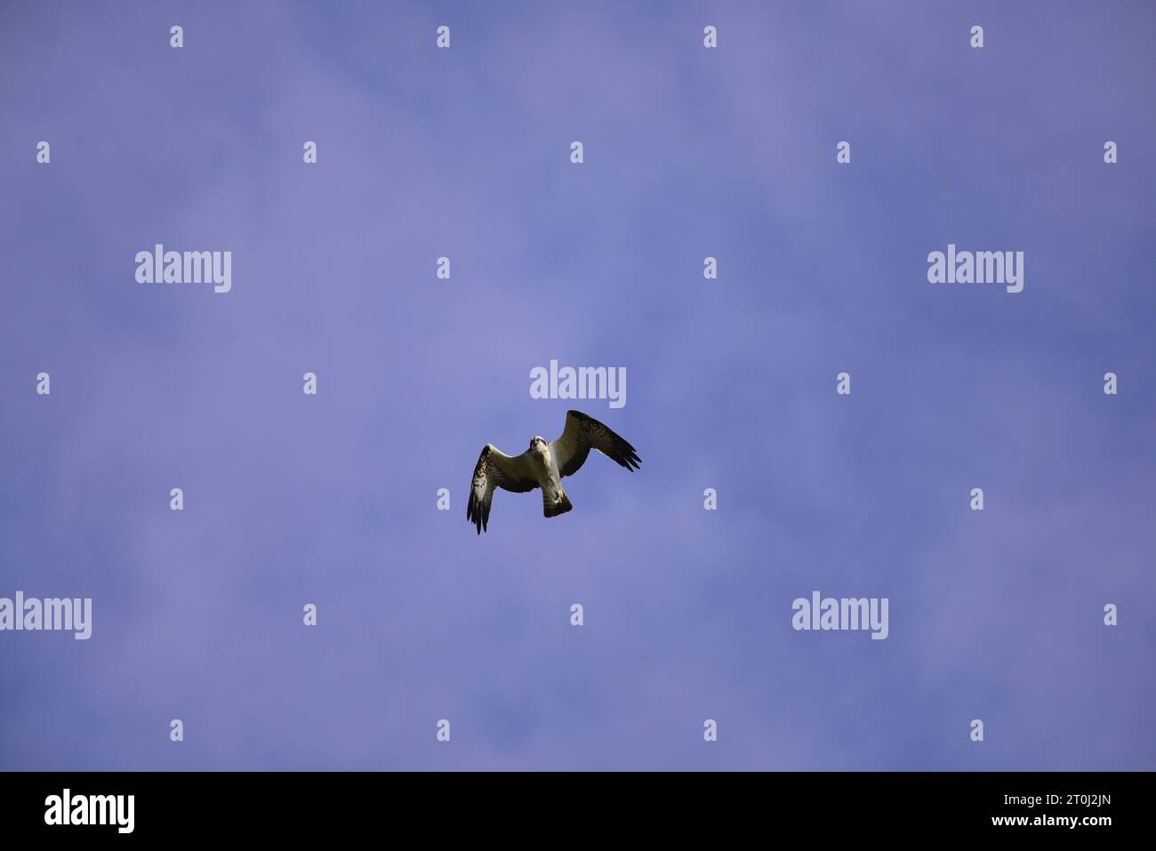 King pandion hi-res stock photography and images - Alamy