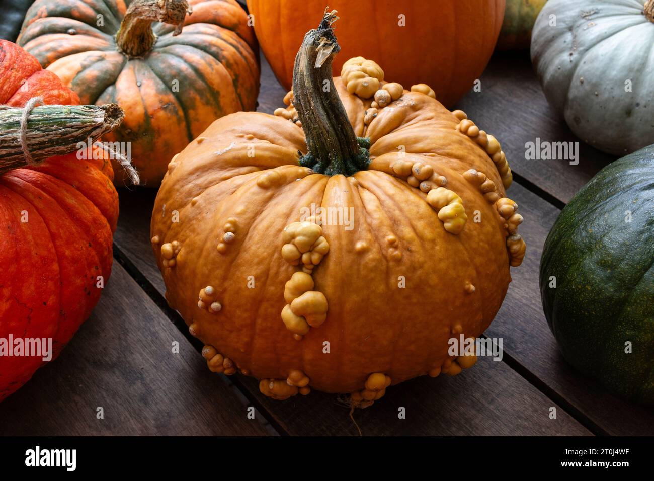Warted Grizzly Bear pumpkin among other fresh pumpkins outdoors close ...