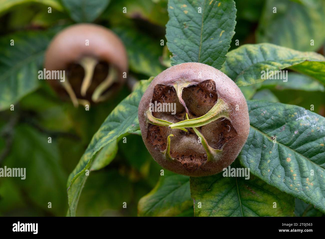 Shrub medlar hi-res stock photography and images - Alamy