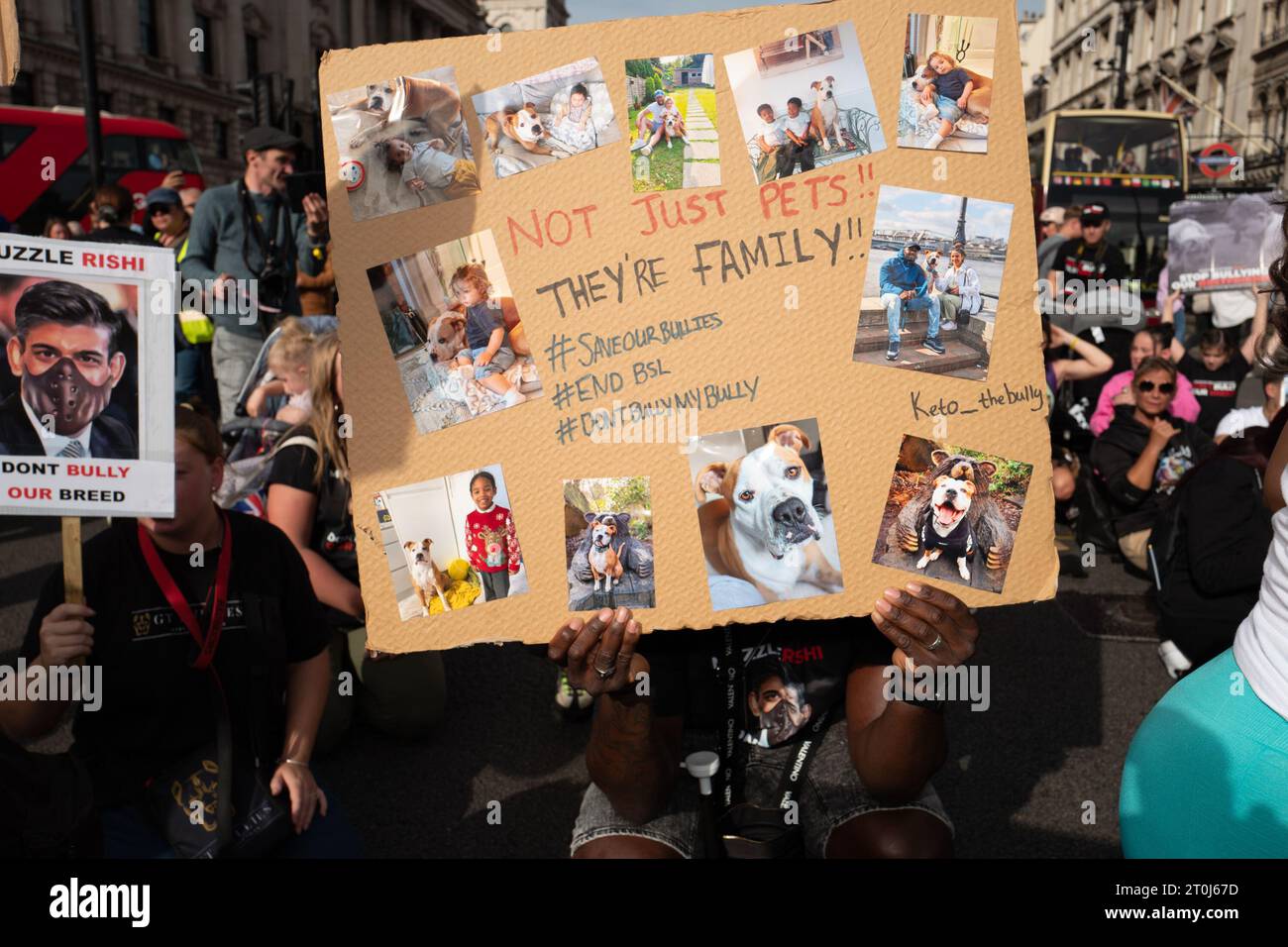 American bully xl dog hi-res stock photography and images - Alamy