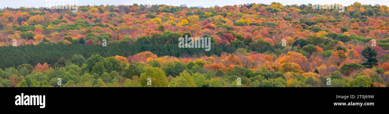 Colorful autumn trees with a row of pines on a Wisconsin hillside in ...