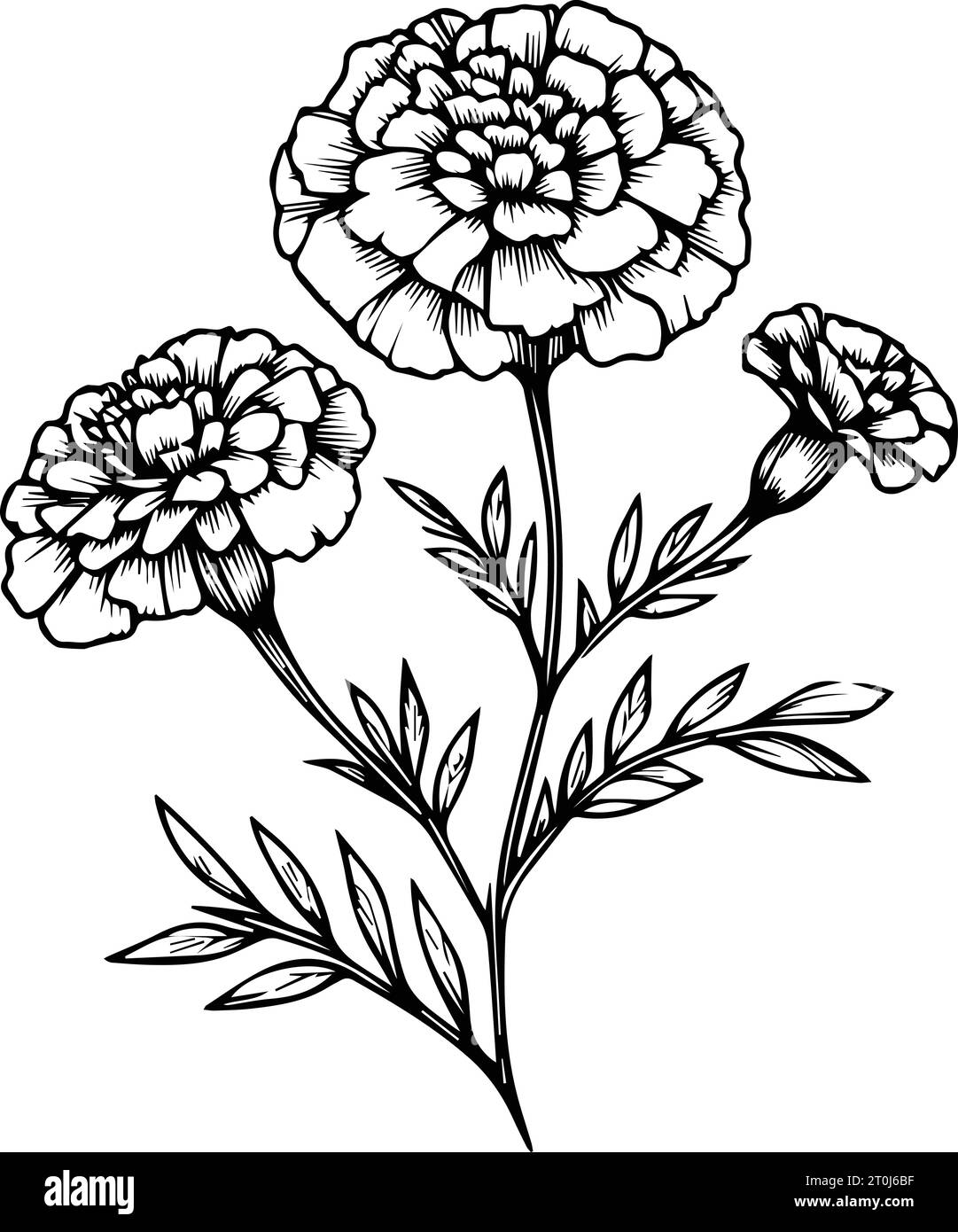 Marigold Outline