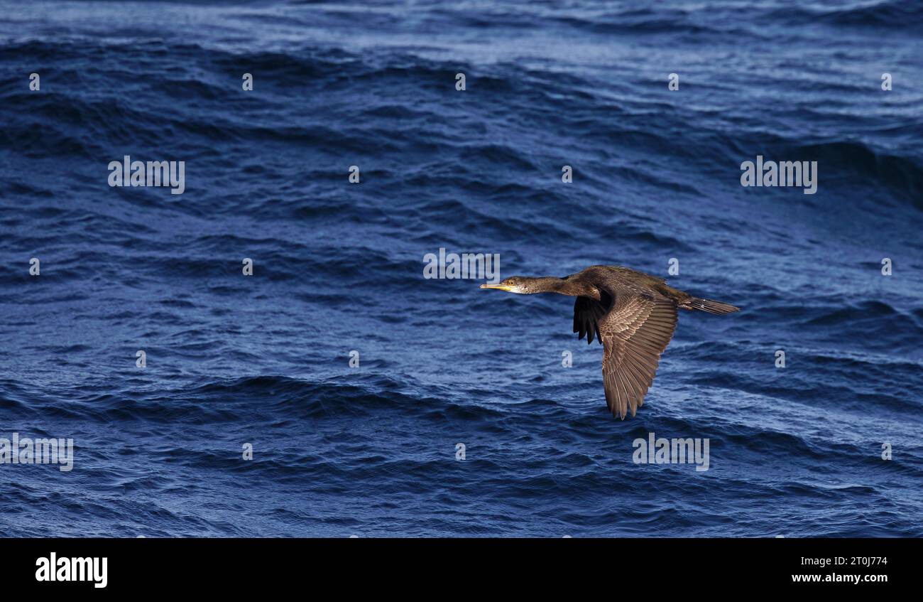 Shag bird european hi-res stock photography and images - Alamy