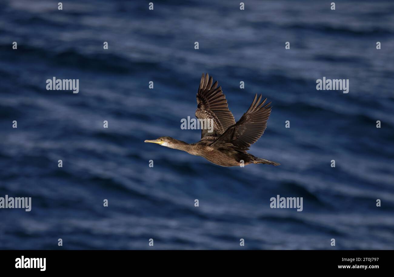 Flying shag hi-res stock photography and images - Alamy