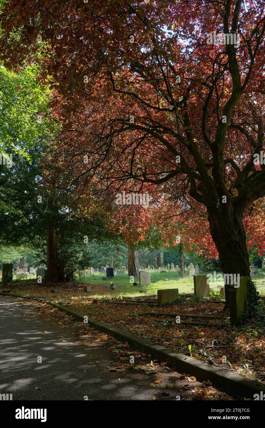 Autumn trees by the road in the old Victorian cemetery Stock Photo - Alamy