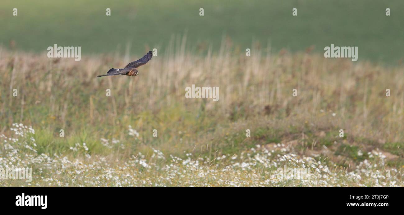 Flying harrier hi-res stock photography and images - Alamy