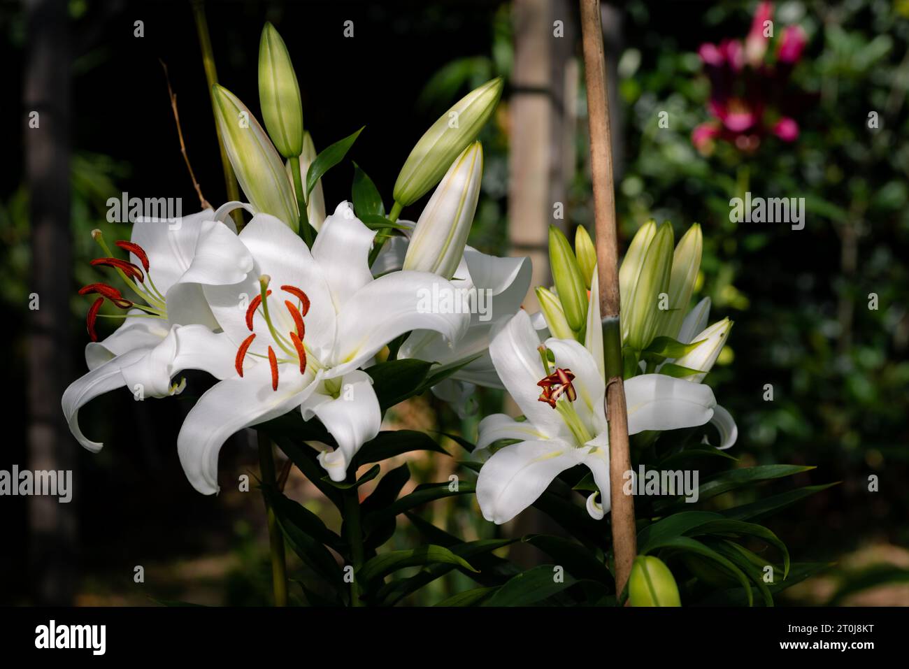 Ruisseau ruisseau ruisseau hi-res stock photography and images - Alamy