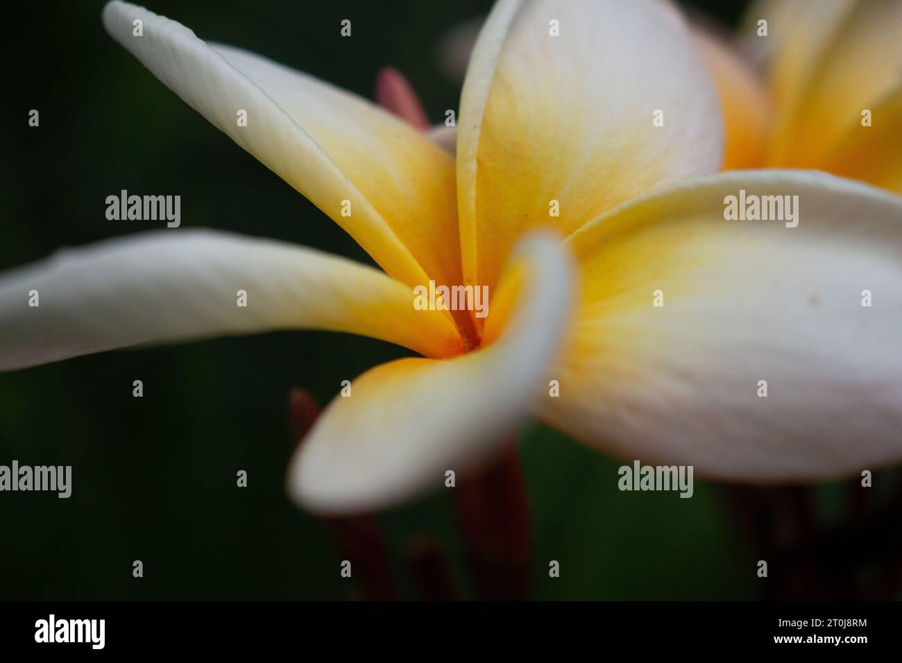 Frangipanier plumeria sp hi-res stock photography and images - Alamy