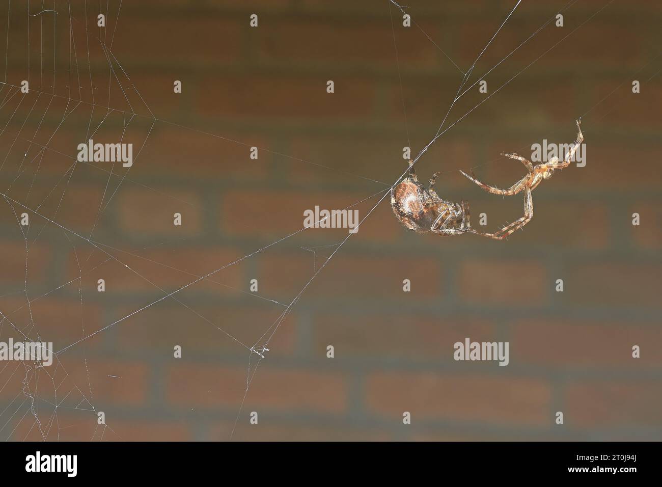 Spiders and insects hi-res stock photography and images - Alamy