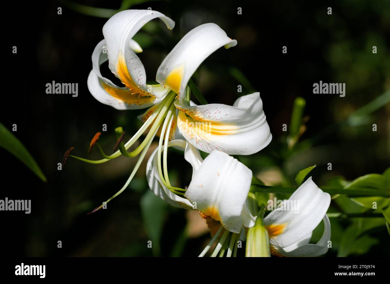 Lilium Lady Alice (jardin du ruisseau de l'église 2023 Stock Photo - Alamy