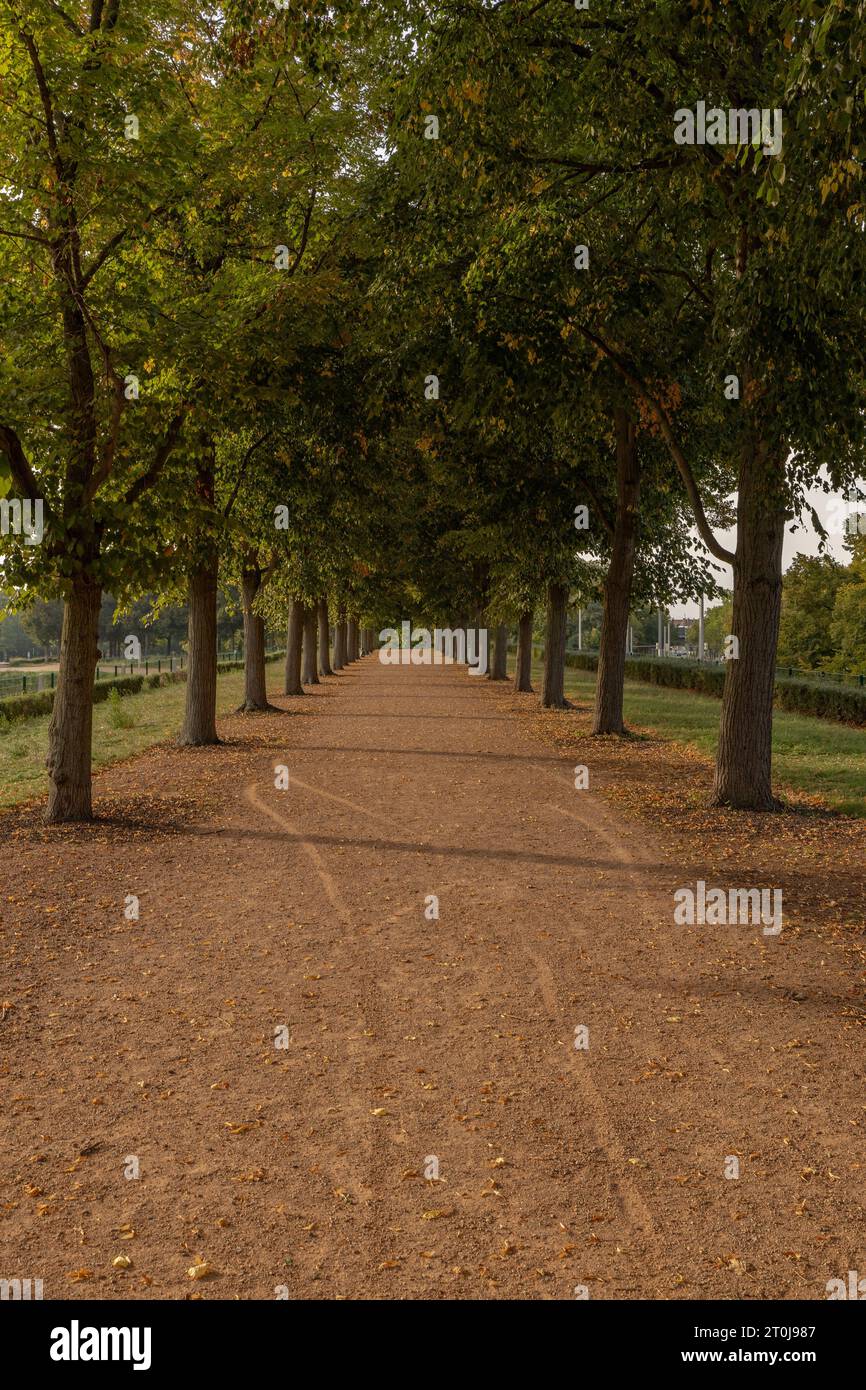 Allee trees hi-res stock photography and images - Alamy