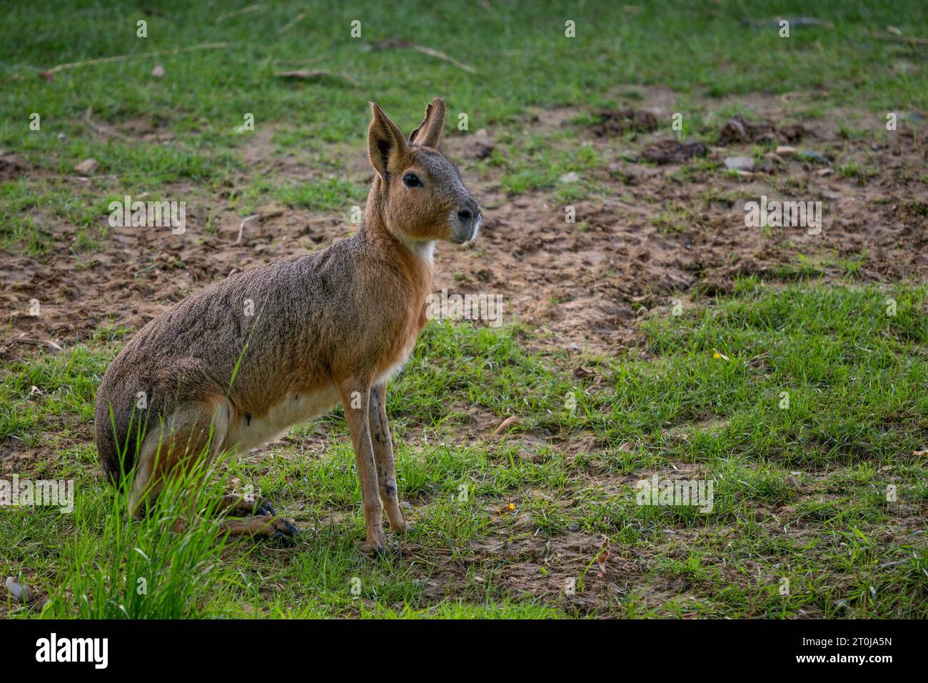 Patagonian Mara - Dolichotis patagonum, beautiful large American rodent ...