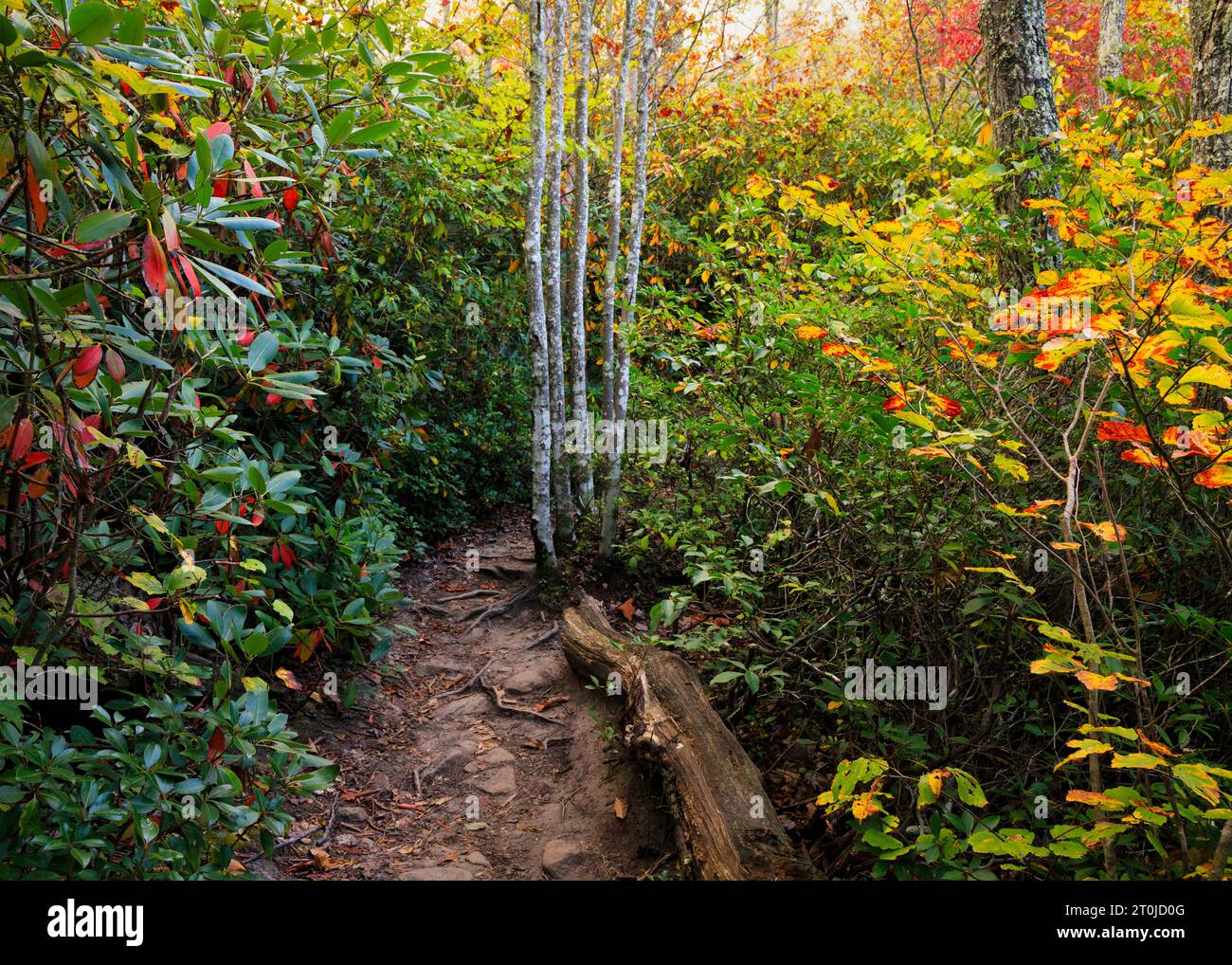 Hiking trail winding through a foggy woods with fall colors in New ...