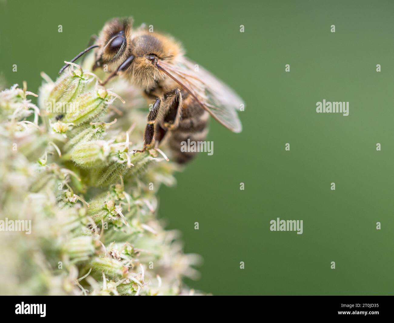A honey bee perched on a colorful array of flowers, their petals ...